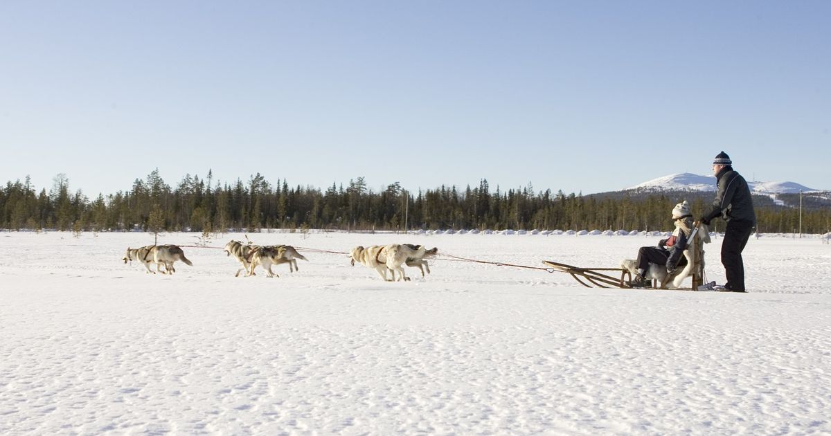Langrend Levi - Langrendsferie - Langrendsløjper